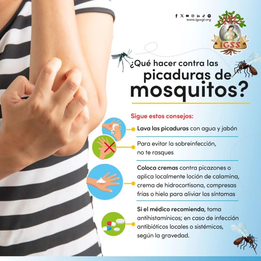 Tipos De Zancudos Y Sus Diferencias – ARJF